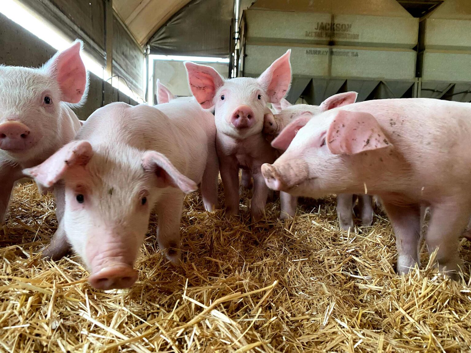 Pig Virtual Reality Experiences | FarmVR