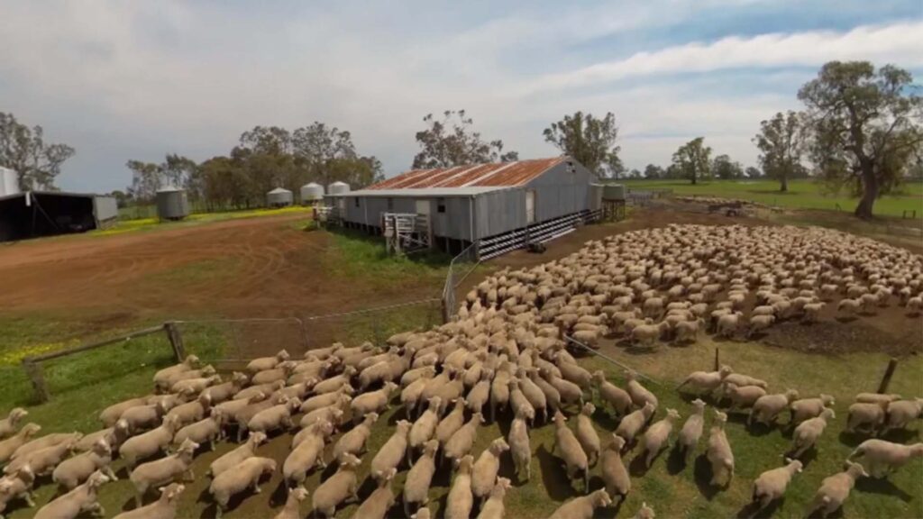 Sheep and Wool Virtual Reality Experiences | FarmVR