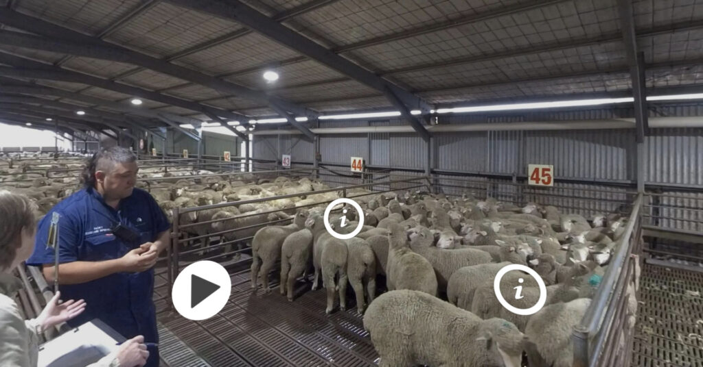 AMPC - Sheep Virtual Tour - FarmVR