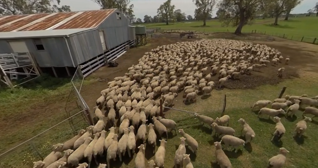 Lamb VR - Paddock to Plate - FarmVR